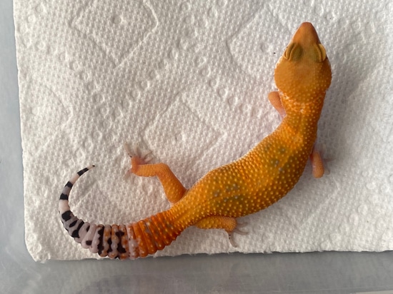 Atomic Leopard Gecko by SaSobek Reptiles