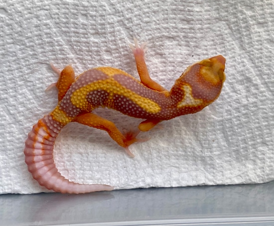 Fire Joker Project Tremper Leopard Gecko by SaSobek Reptiles