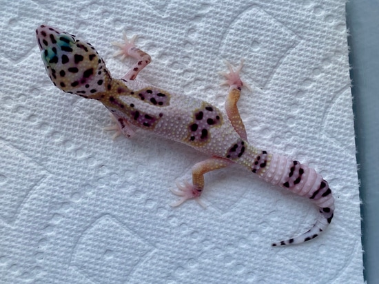 Tug Snow Marble Eye Leopard Gecko by SaSobek Reptiles