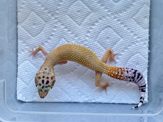 TUG Marble Eye Leopard Gecko by SaSobek Reptiles