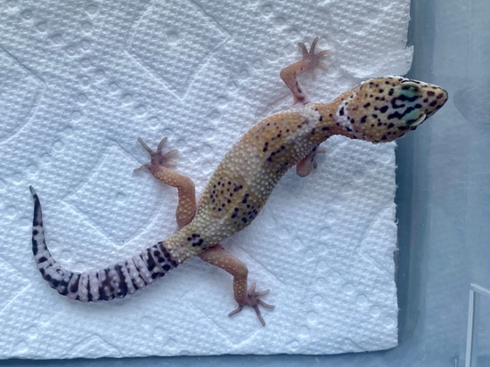 TUG Snow 66% Het Marble Eye Pos Het Tremper Leopard Gecko by SaSobek ...