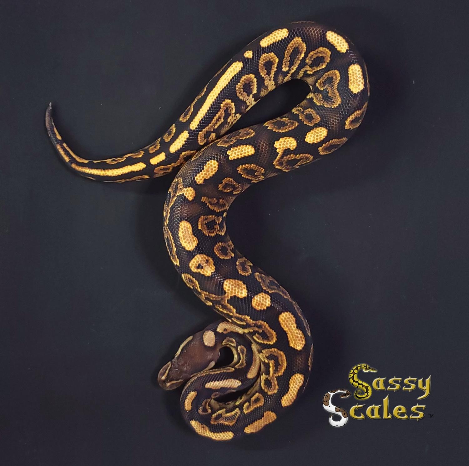 Black Pastel Yellow Belly 100% Het Albino Ball Python by Sassy Scales - MorphMarket