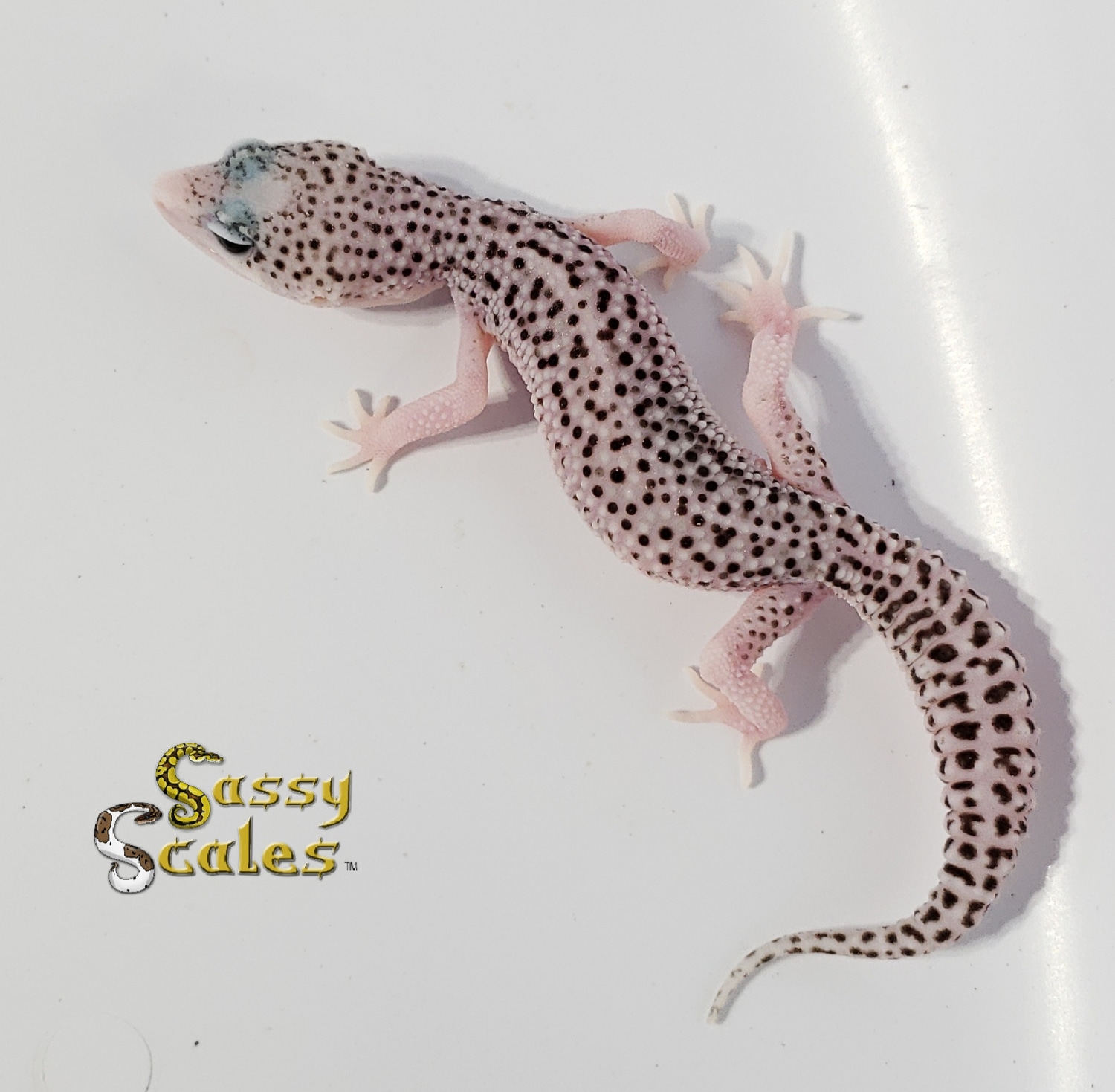 Super Snow Eclipse (Galaxy) Leopard Gecko by Sassy Scales - MorphMarket