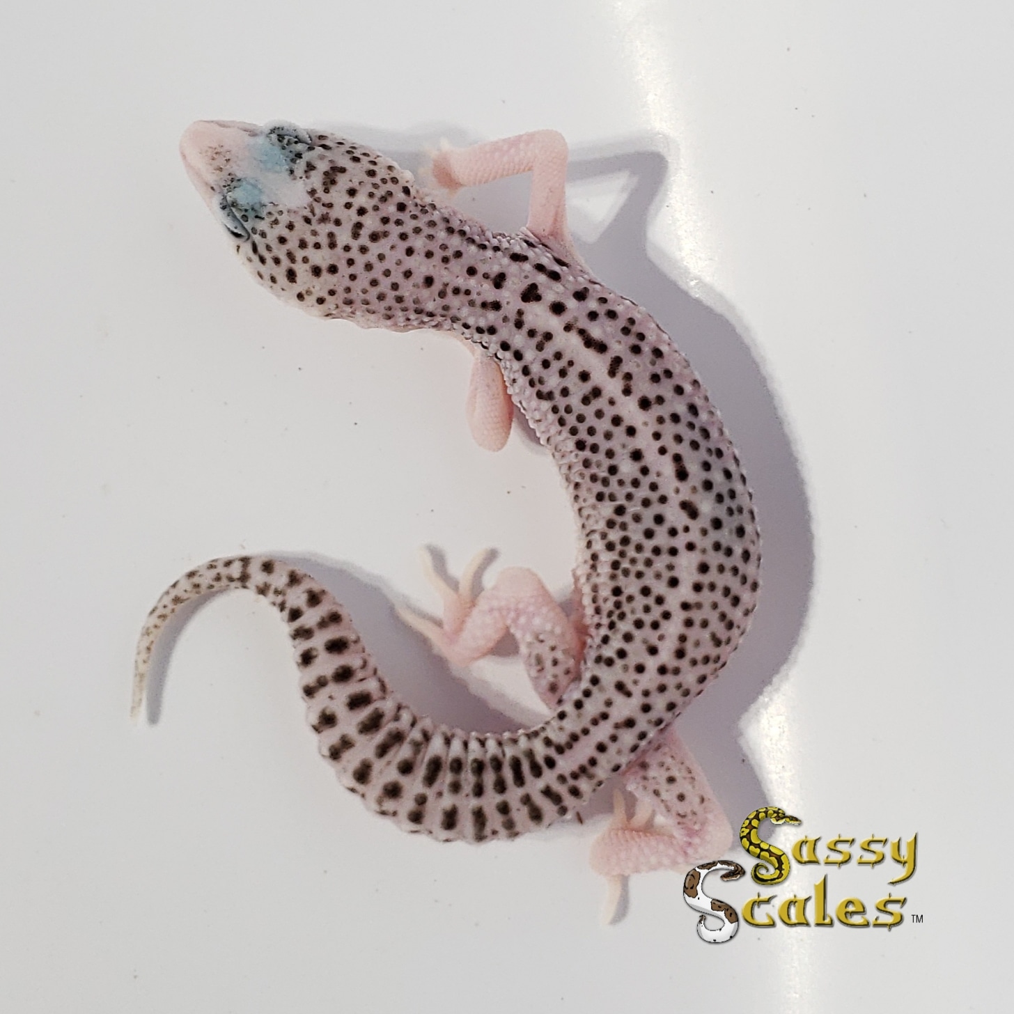 Super Snow Eclipse (Galaxy) Leopard Gecko by Sassy Scales - MorphMarket