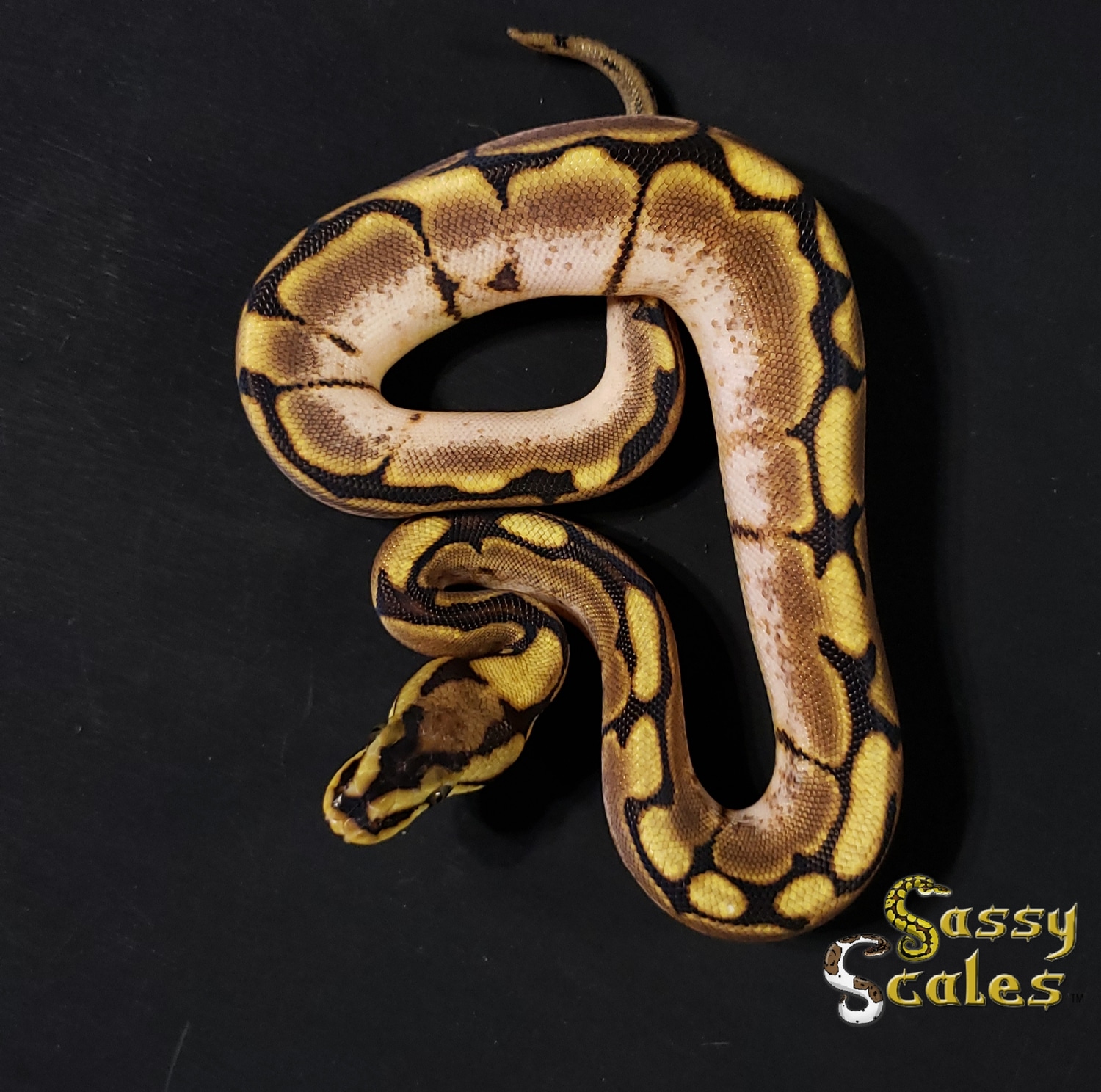 Sugar Spider Ball Python by Sassy Scales - MorphMarket