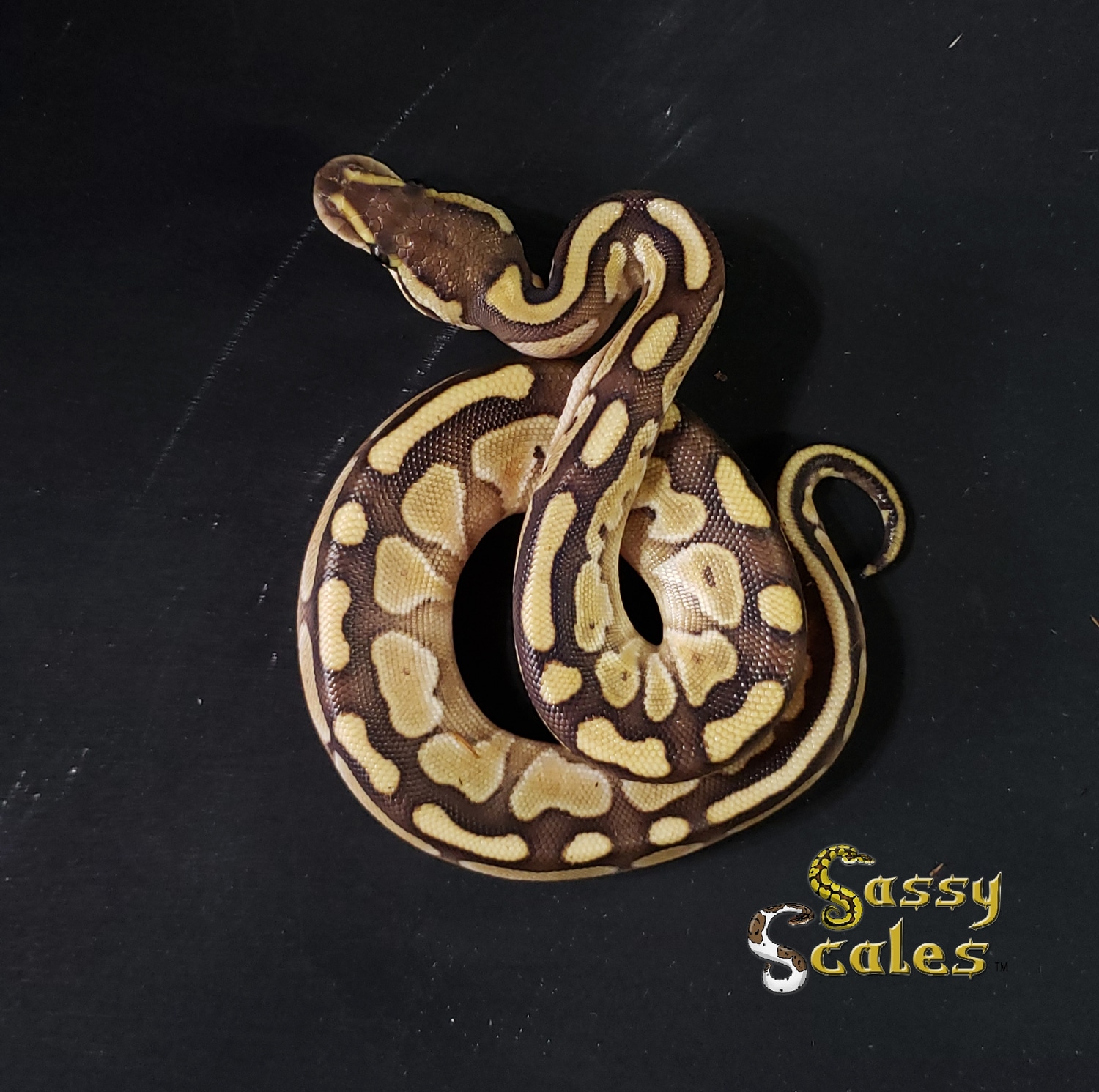 Lesser Het Genetic Stripe Ball Python by Sassy Scales - MorphMarket