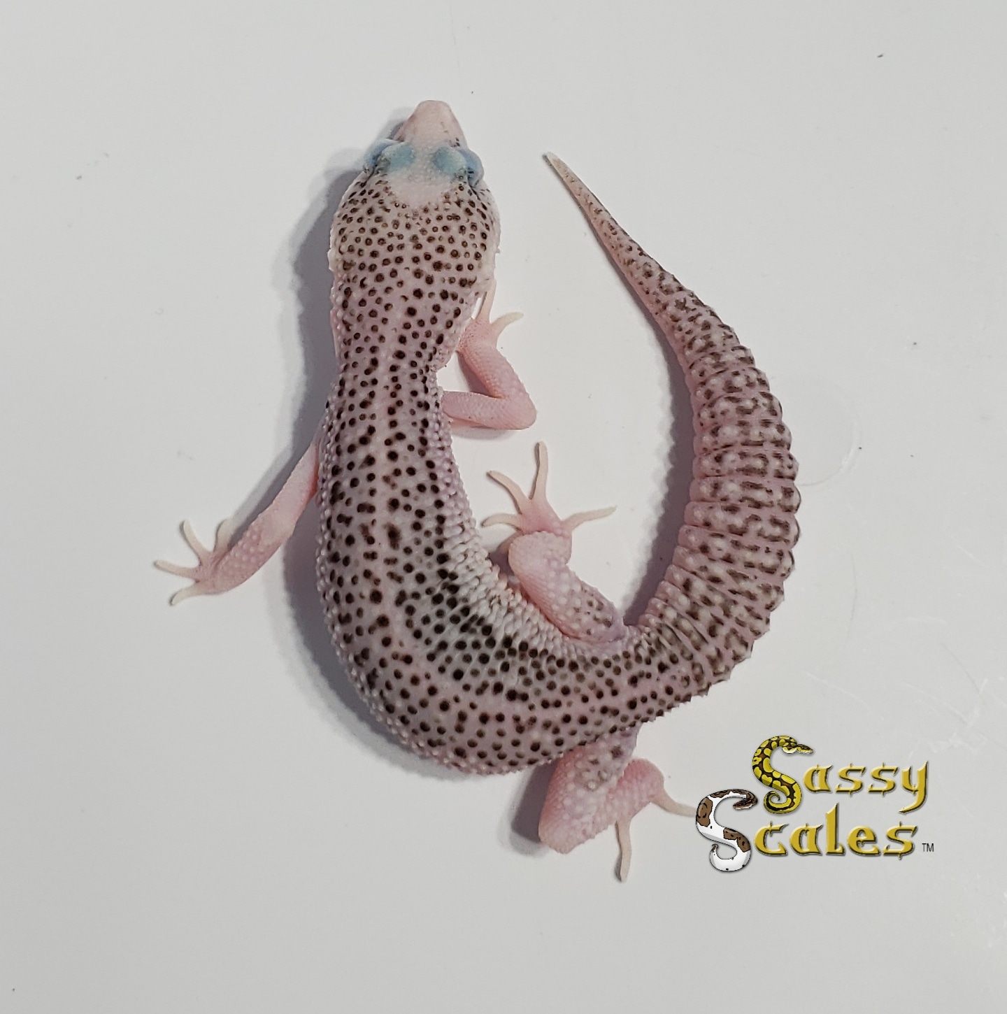Pied Super Snow Eclipse (Galaxy) Leopard Gecko by Sassy Scales ...