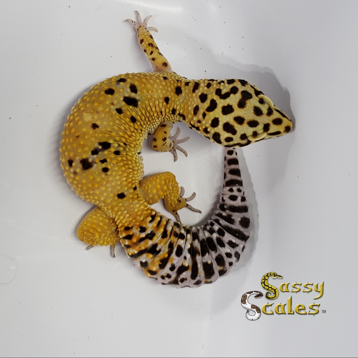 Blood Emerine Leopard Gecko by Sassy Scales - MorphMarket
