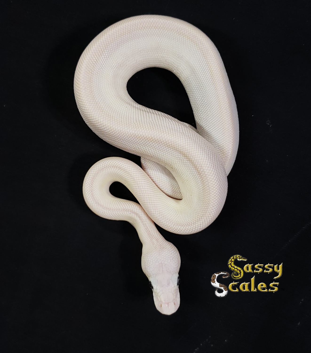 BEL Blue Eyed Leucistic (Butter/Lesser) Ball Python by Sassy Scales ...
