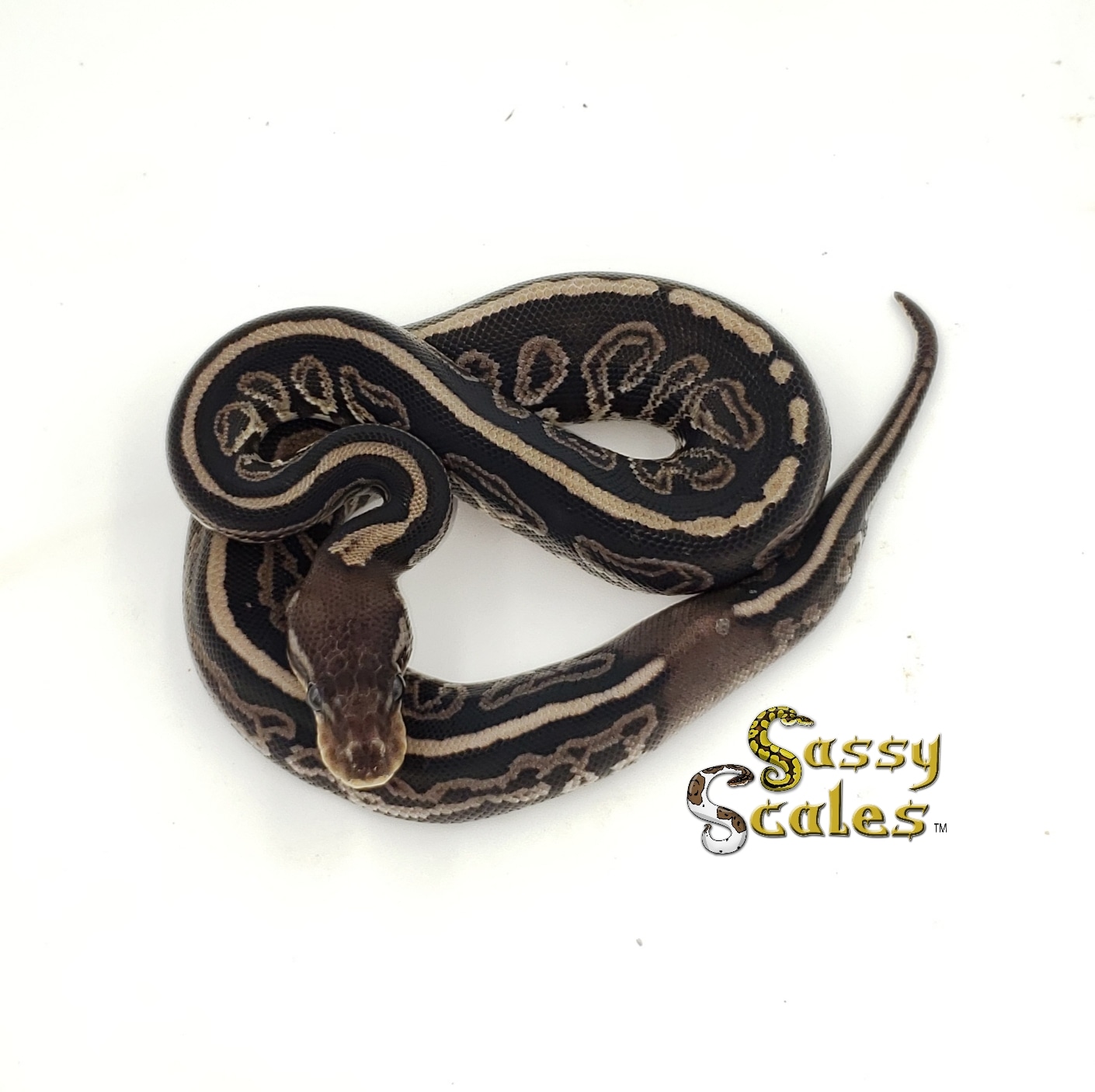 Gargoyle Mojave Ball Python by Sassy Scales - MorphMarket