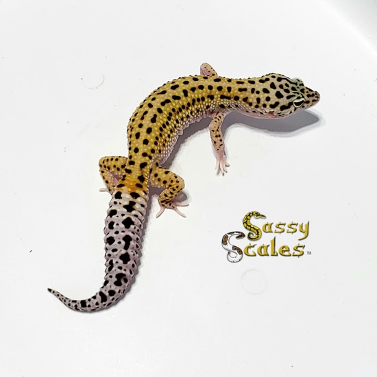 Hyper Xanthic MSE Het. Tremper Leopard Gecko by Sassy Scales