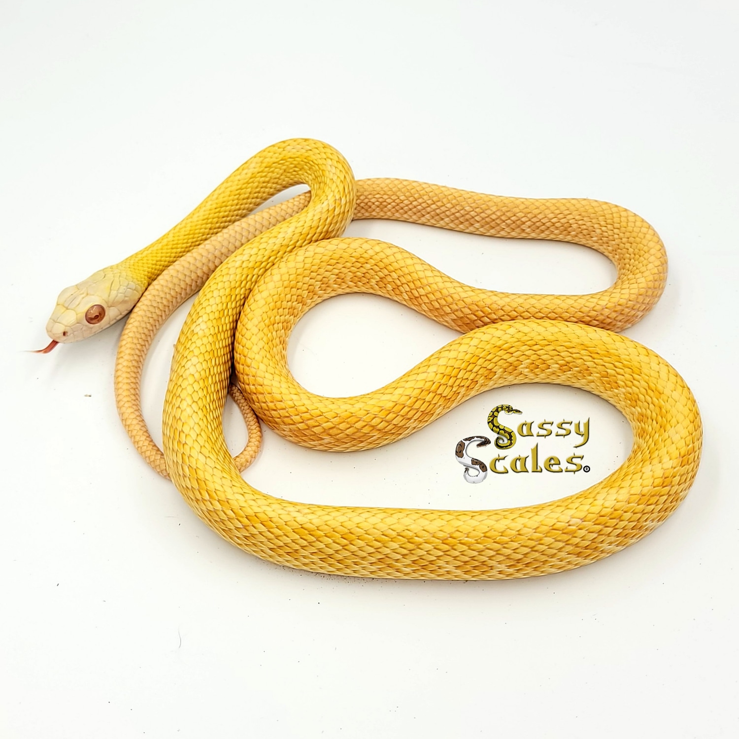 Albino Japanese Rat Snake Other Rat Snake by Sassy Scales - MorphMarket