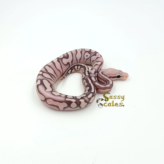 Pewter YB Scaleless Ball Python by Sassy Scales