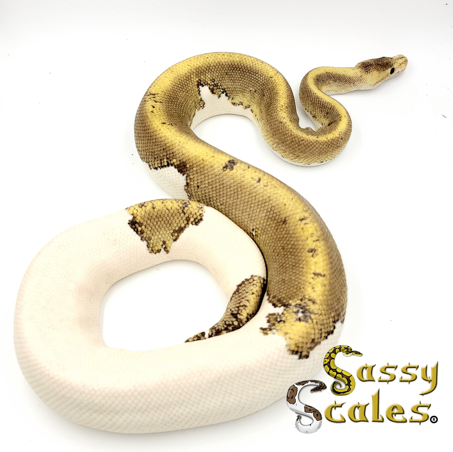 Champagne Gargoyle Ball Python by Sassy Scales - MorphMarket