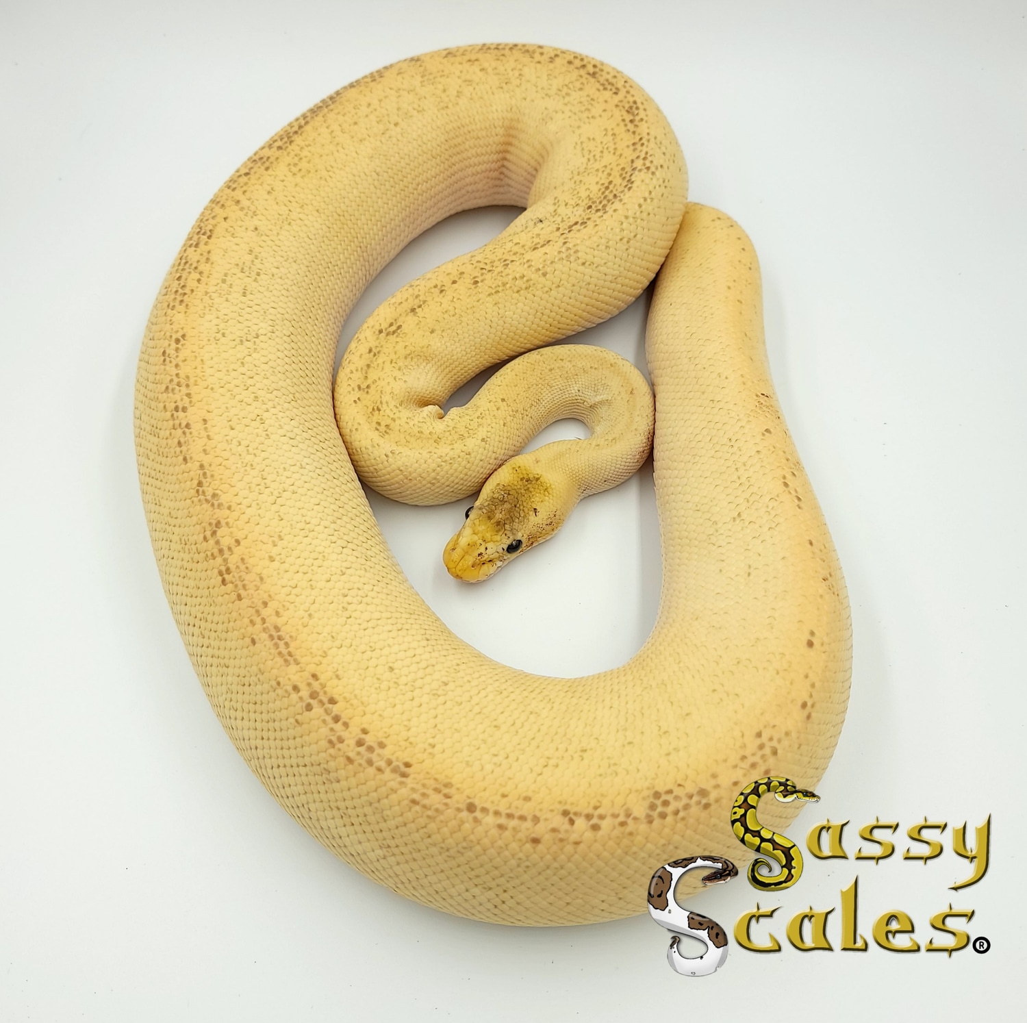 Pastel Mojave Champagne Het. Ghost Ball Python by Sassy Scales ...