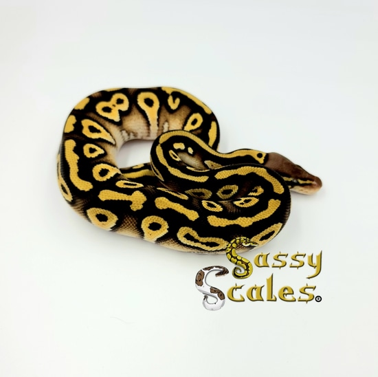 Mojave Pastel 100% Het Ghost Ball Python by Sassy Scales