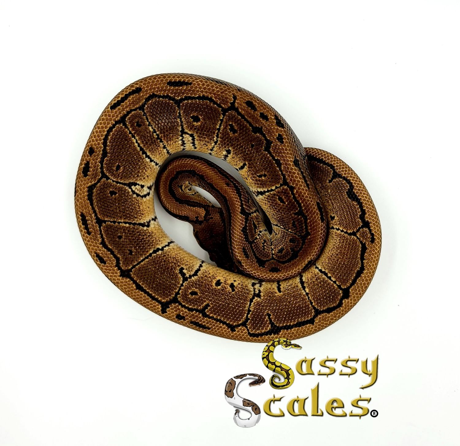 Pinstripe 50% Het Clown Ball Python by Sassy Scales - MorphMarket