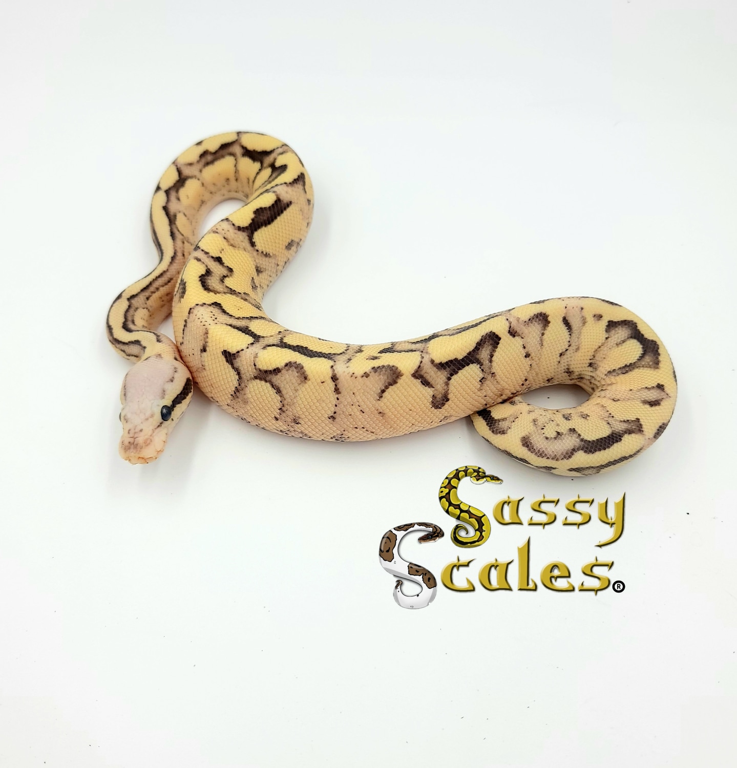 Vanilla Scream Ball Python by Sassy Scales - MorphMarket