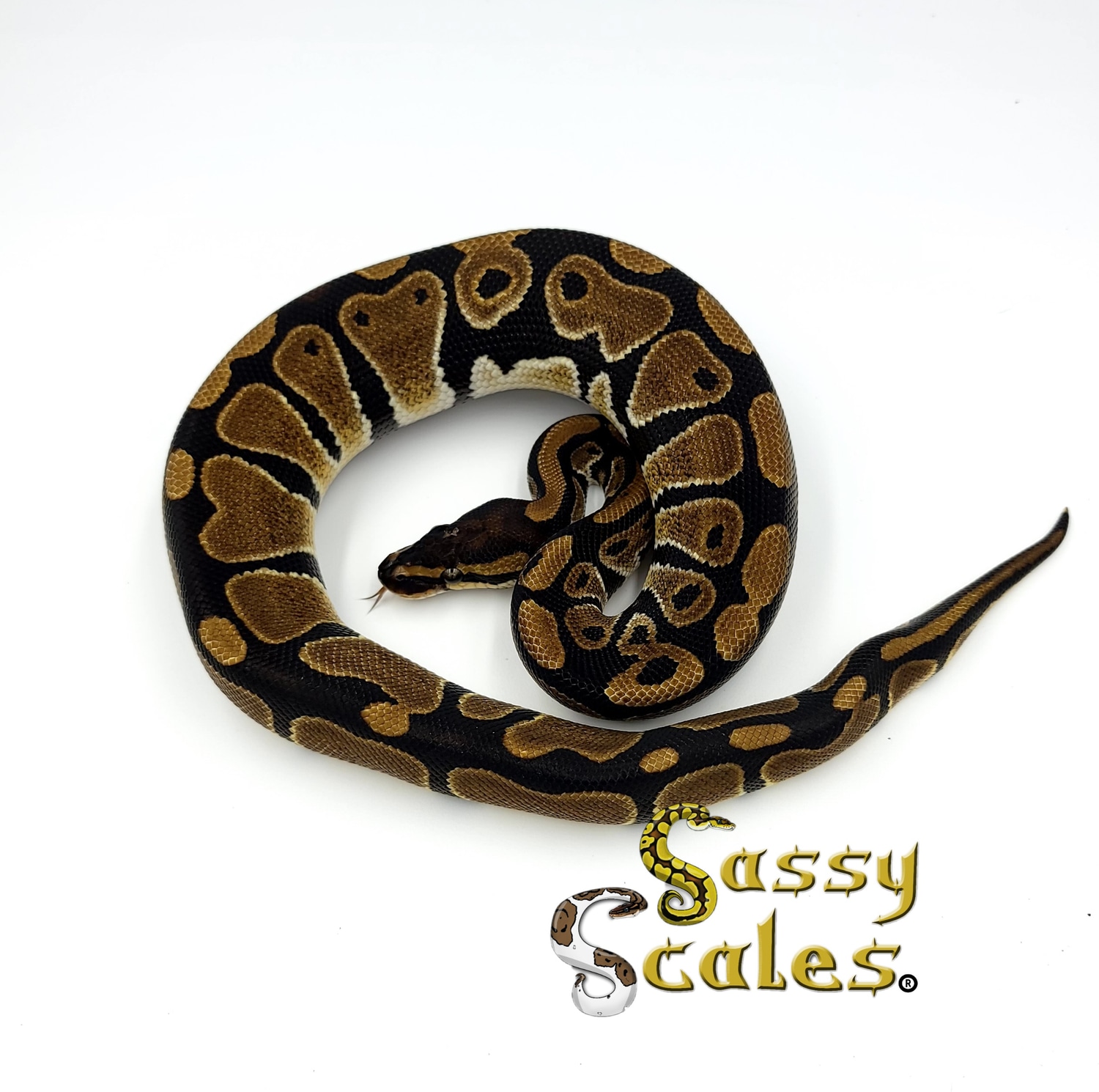 Normal 100% Het Pied Ball Python by Sassy Scales - MorphMarket
