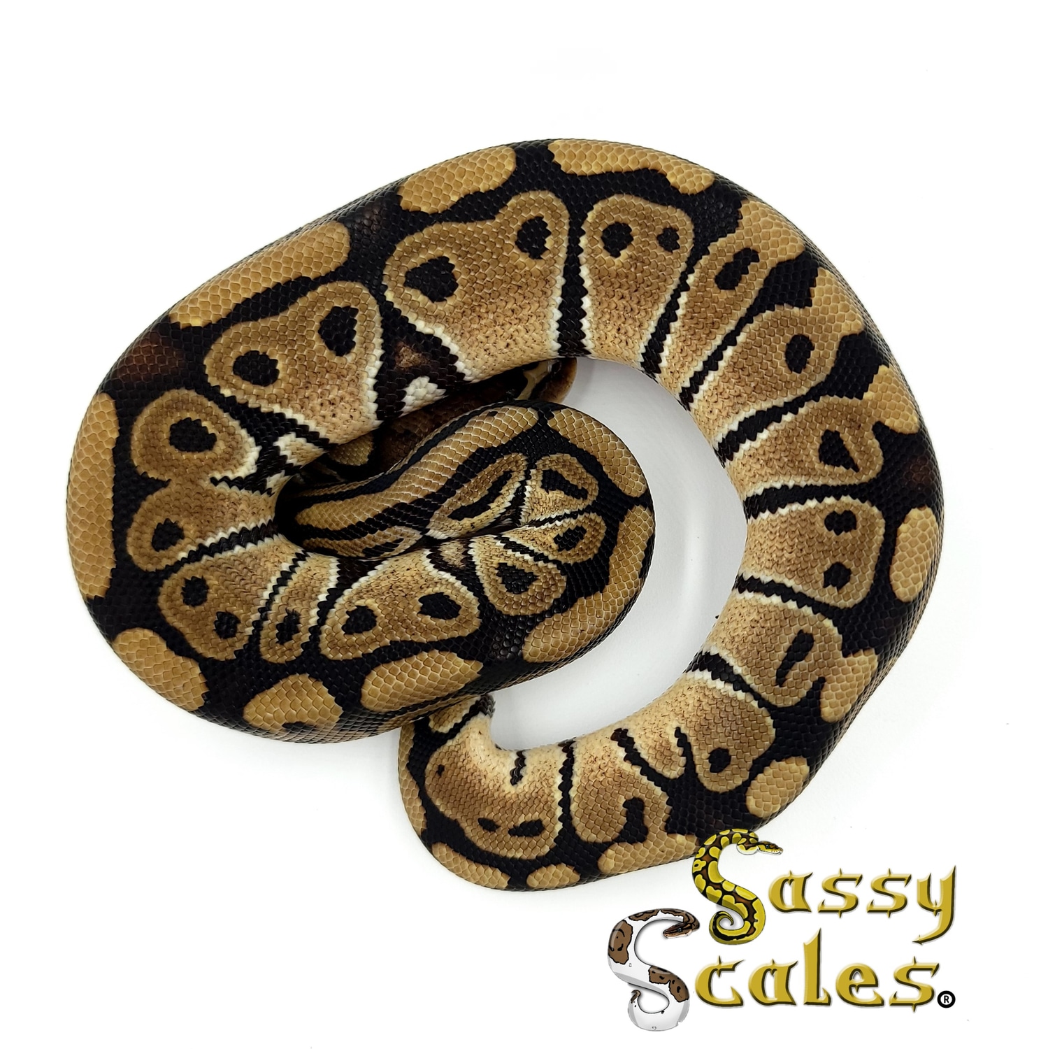 Normal 100% Het Clown Ball Python by Sassy Scales - MorphMarket