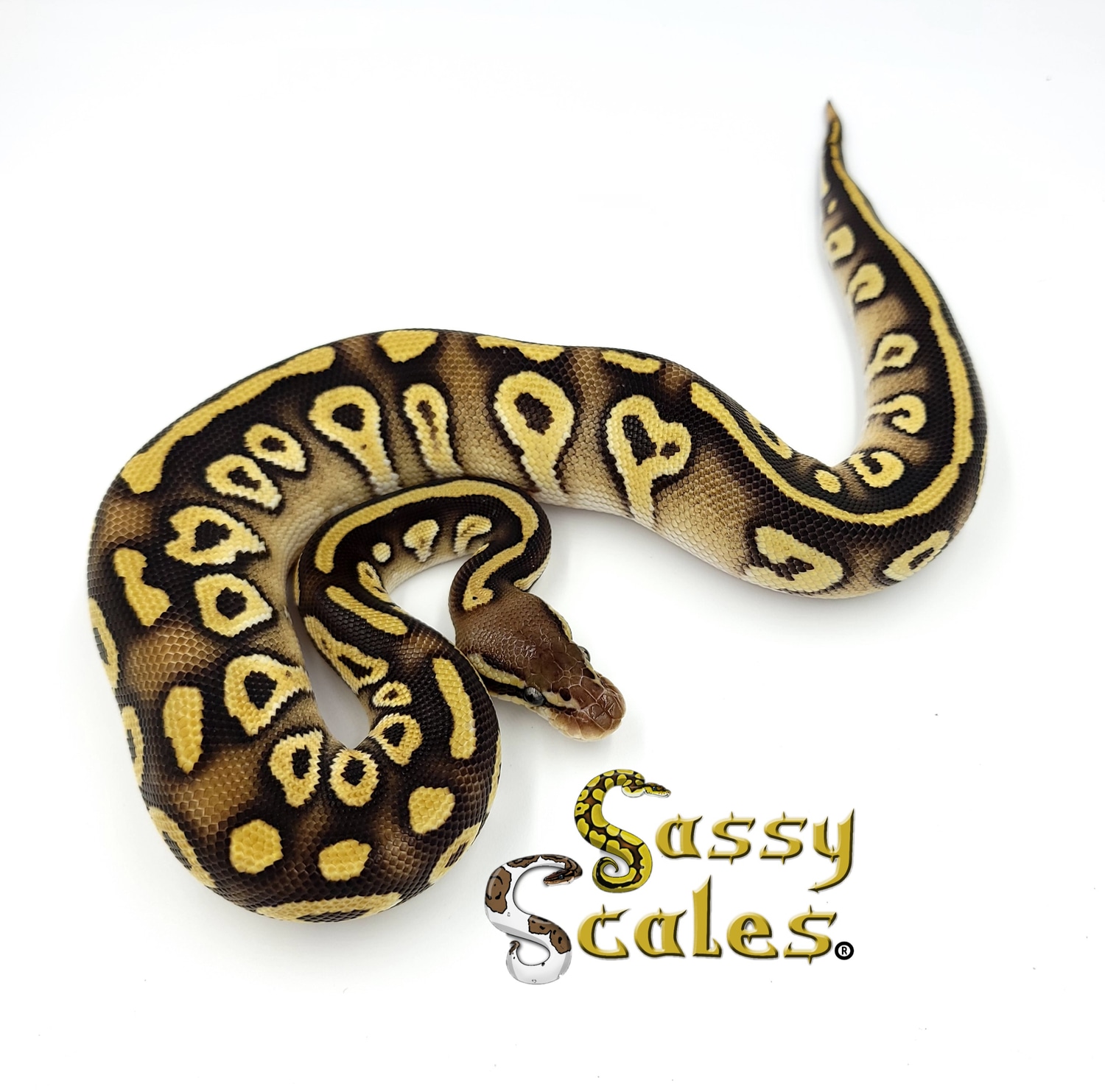 Mojave Pastel 100% Het Ghost Ball Python by Sassy Scales - MorphMarket