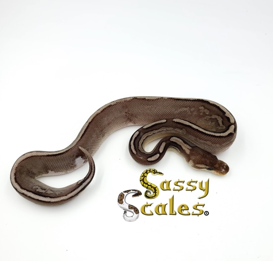 Pastel Gargoyle Ball Python by Sassy Scales