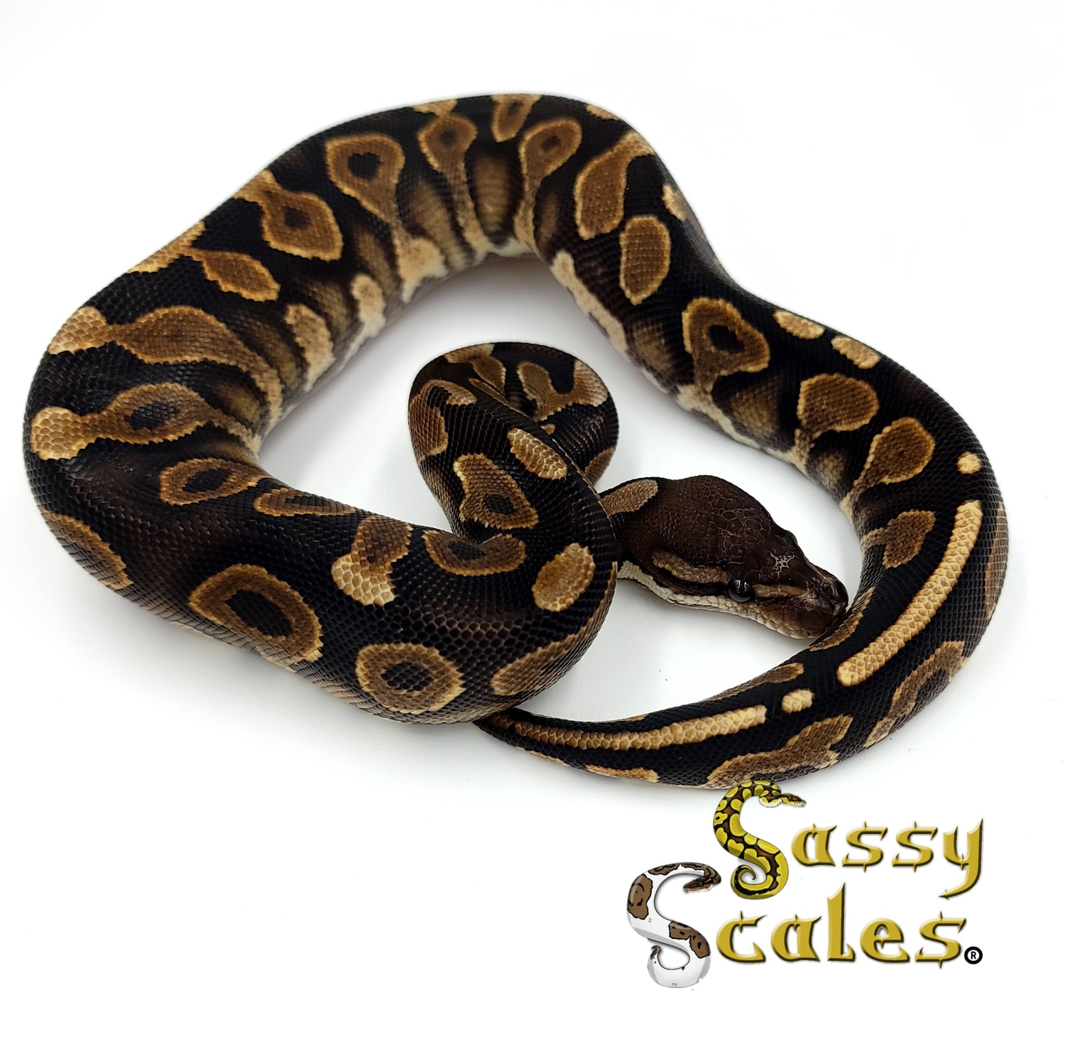 Yellow Belly Cinnamon Scaleless Head Ball Python by Sassy Scales - MorphMarket