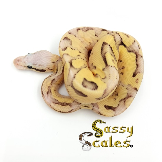 Vanilla Scream Ball Python by Sassy Scales