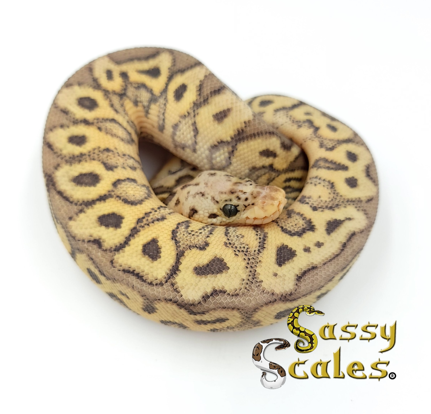 Super Pastel Spotnose Clown Ball Python by Sassy Scales - MorphMarket