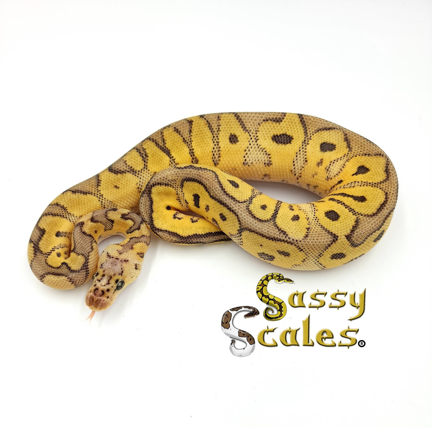 Killer Clown Ball Python by Sassy Scales - MorphMarket