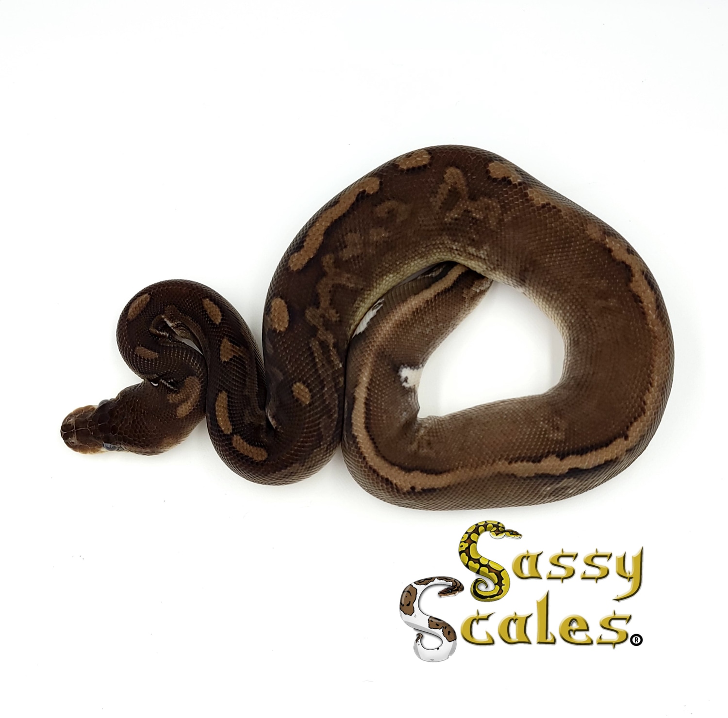 Gargoyle Ball Python by Sassy Scales - MorphMarket