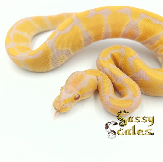 Candino Ball Python by Sassy Scales