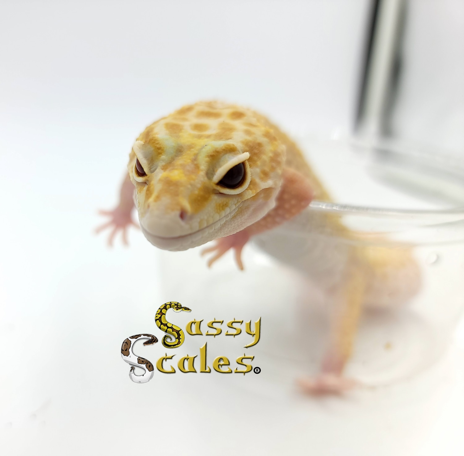 Mack Snow RAPTOR Leopard Gecko by Sassy Scales - MorphMarket