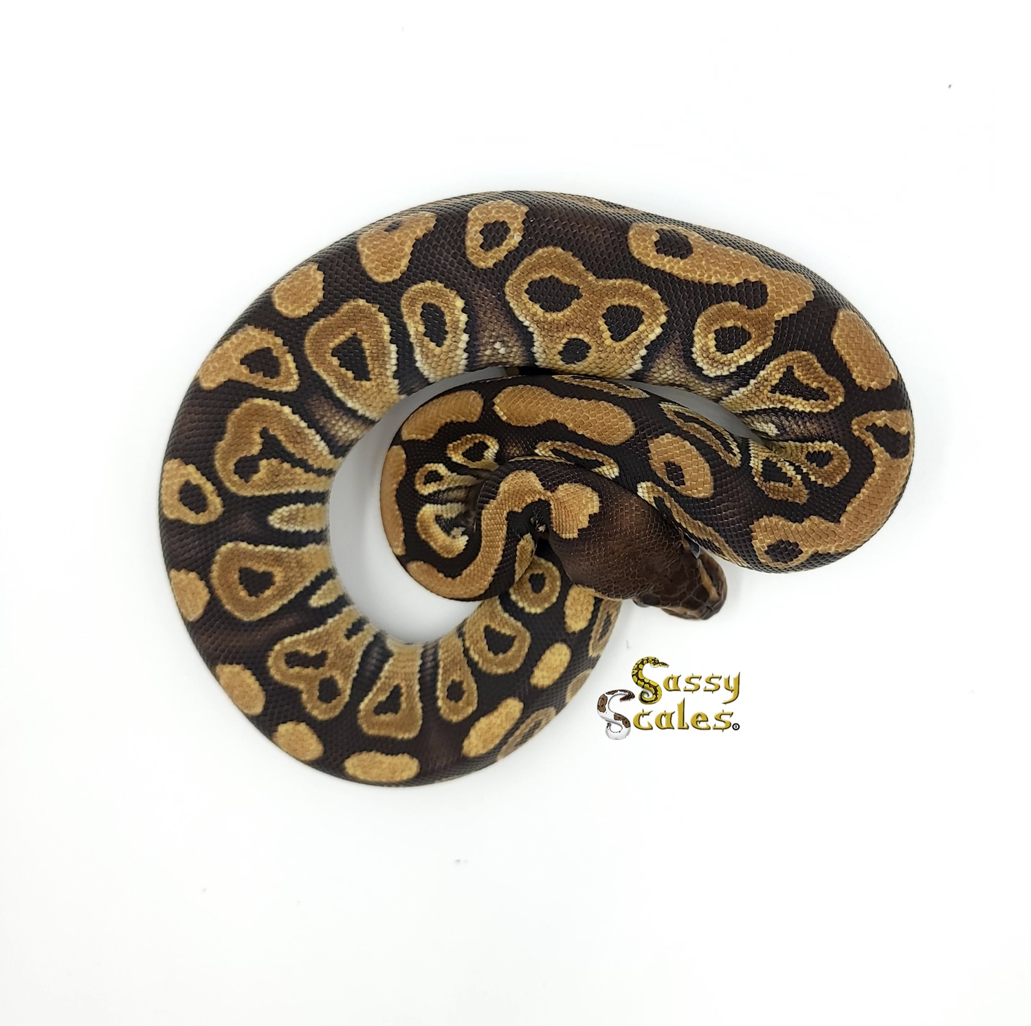 Phantom Ball Python by Sassy Scales - MorphMarket