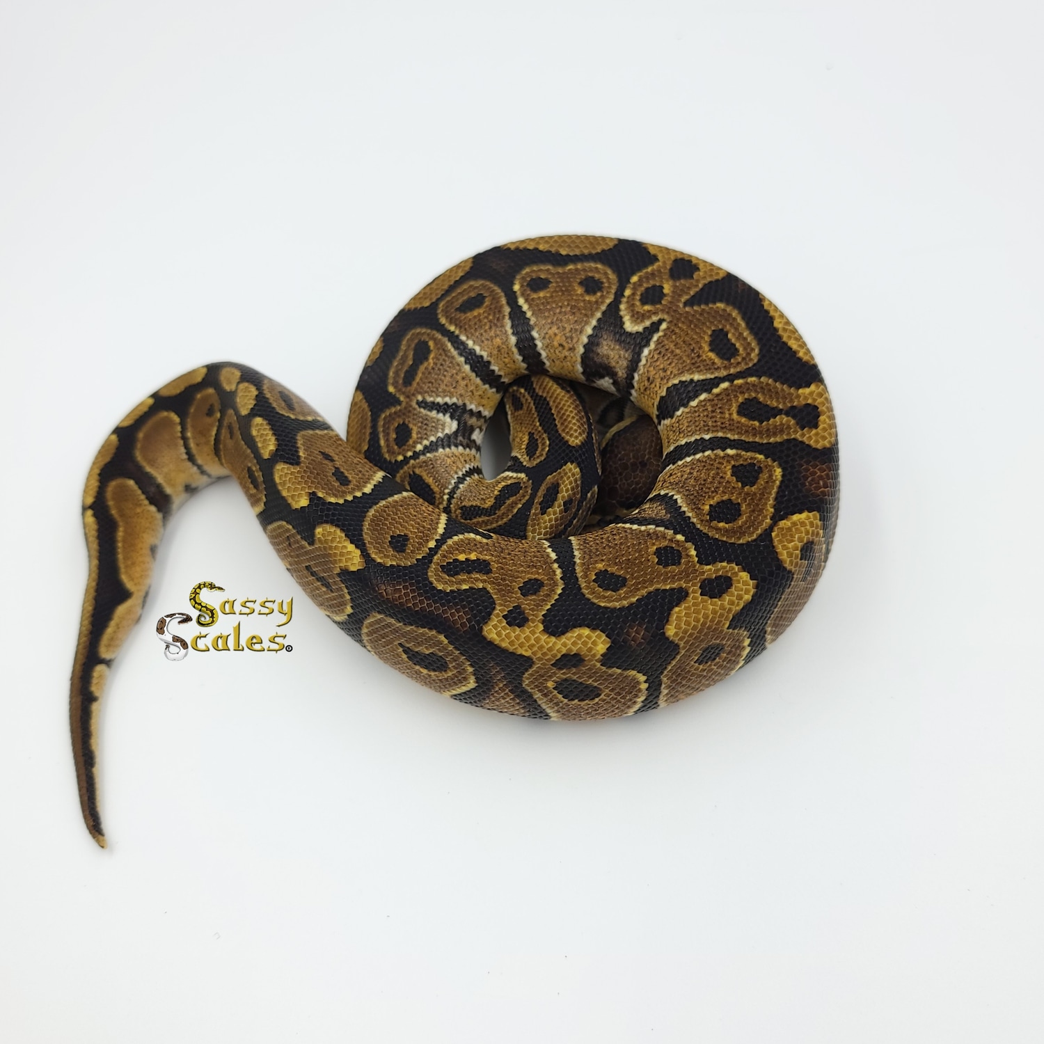 Normal 100% Het Albino Ball Python by Sassy Scales - MorphMarket