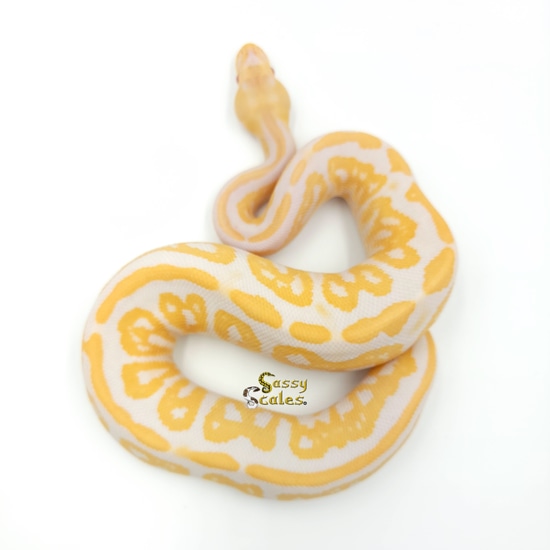 Albino Black Pastel Ball Python by Sassy Scales