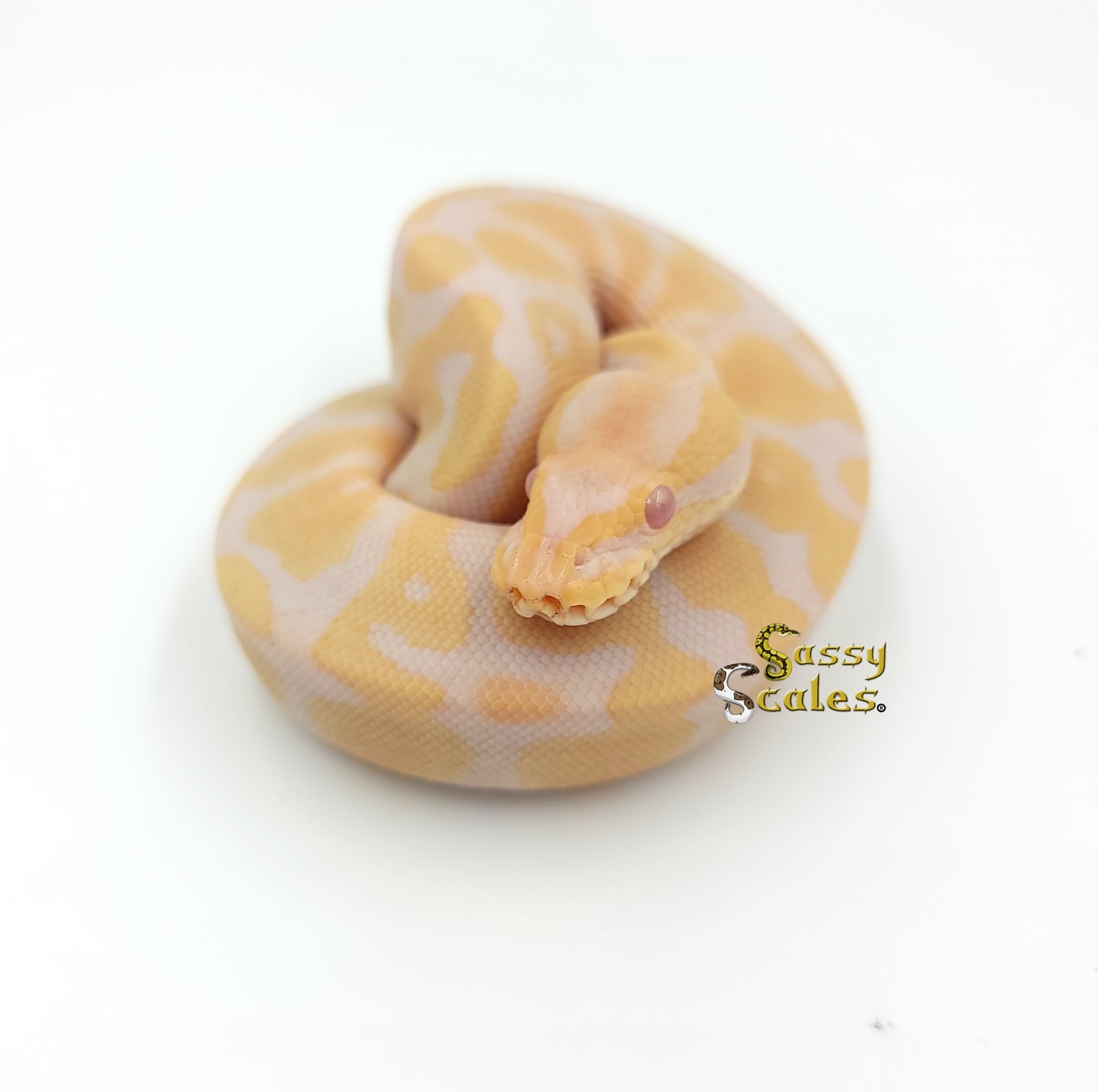 Albino Ball Python by Sassy Scales - MorphMarket