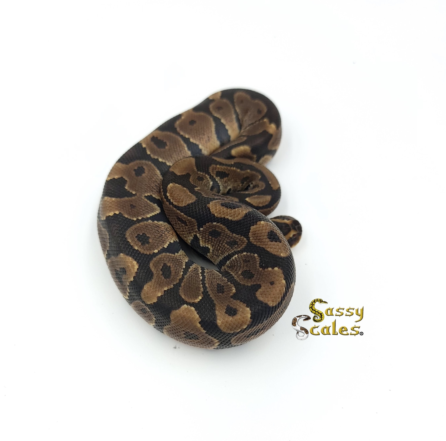 Normal 100% Het Albino Ball Python by Sassy Scales - MorphMarket