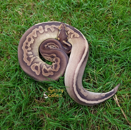 Red Axanthic Mojave Ball Python by Sassy Scales