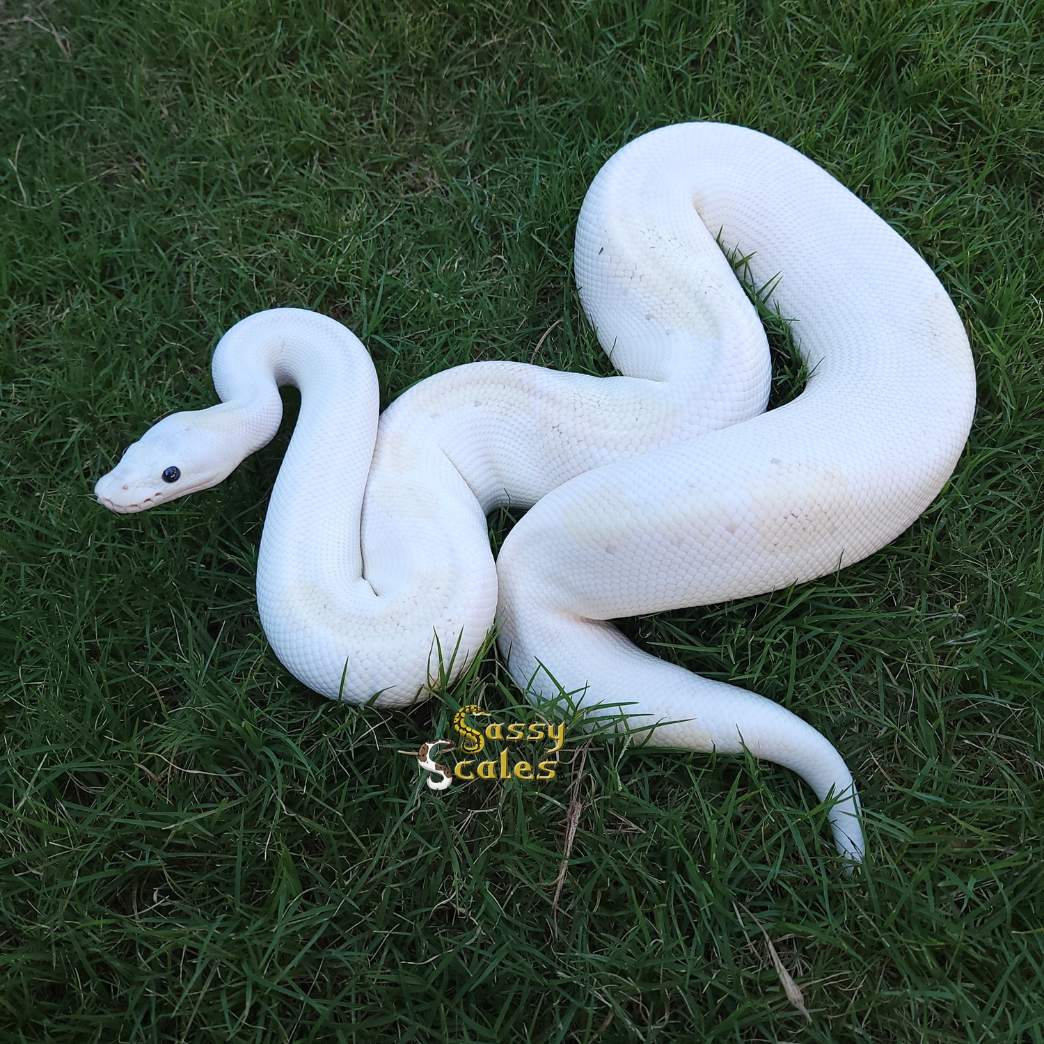 Super Fire Ball Python by Sassy Scales - MorphMarket