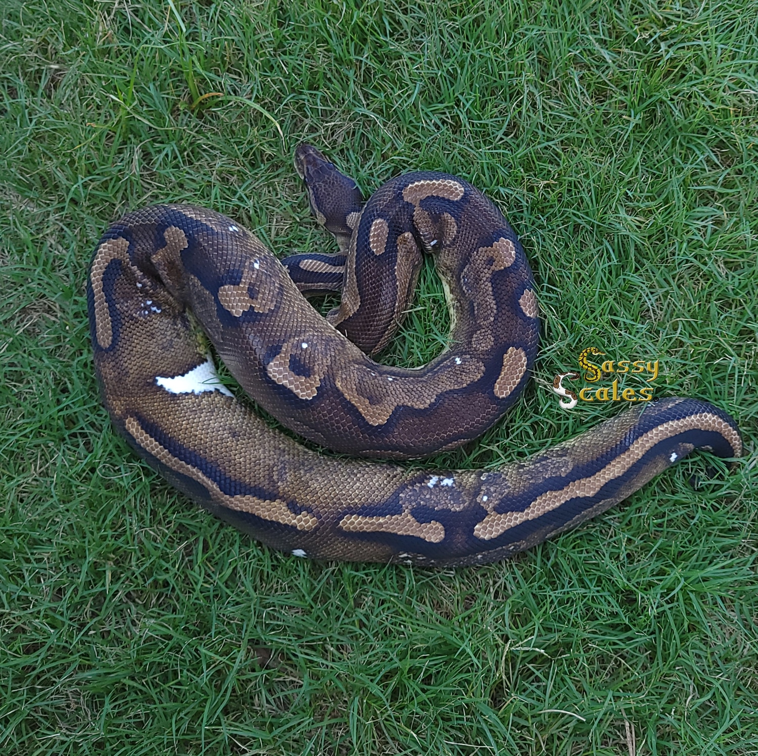 Cinnamon Sugar Ball Python by Sassy Scales - MorphMarket
