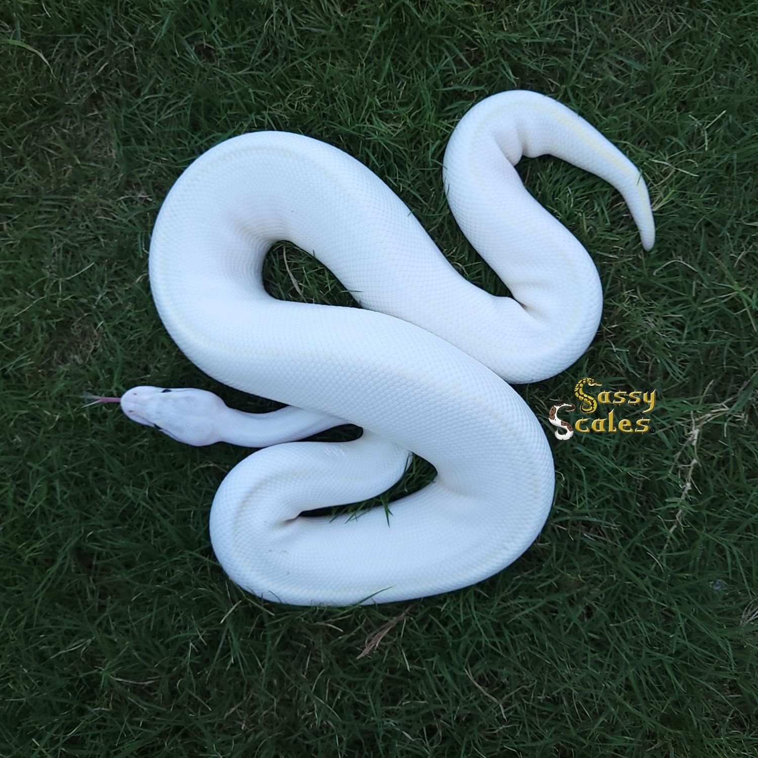 Ivory Ball Python by Sassy Scales - MorphMarket