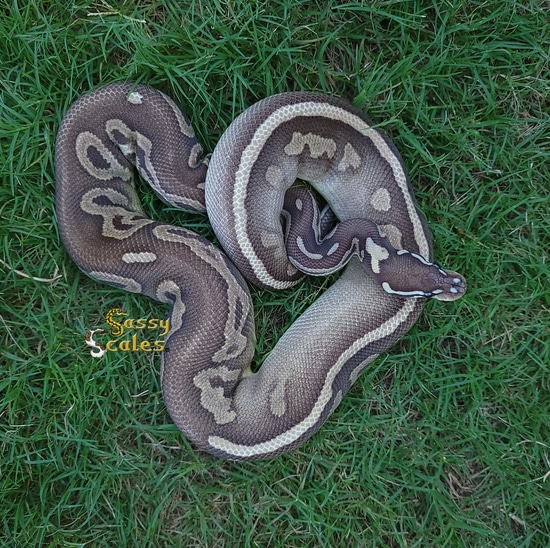 Red Axanthic Mojave Ball Python by Sassy Scales