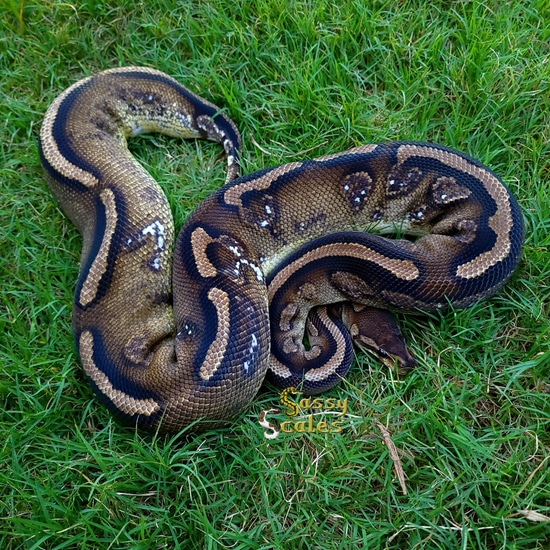 Cinnamon Sugar Ball Python by Sassy Scales