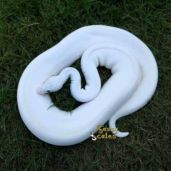 FREE SHIPPING Ivory Pastel Scaleless Head Ball Python by Sassy Scales