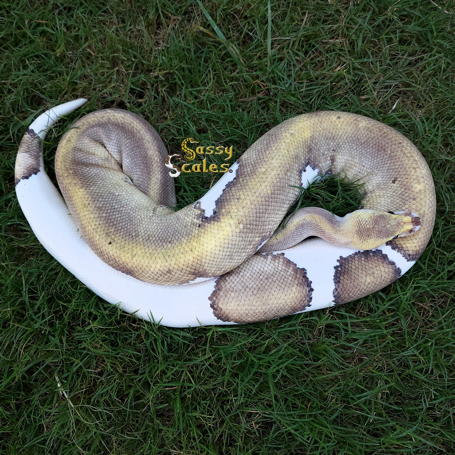 FREE SHIPPING Gargoyle Champagne Ball Python by Sassy Scales - MorphMarket