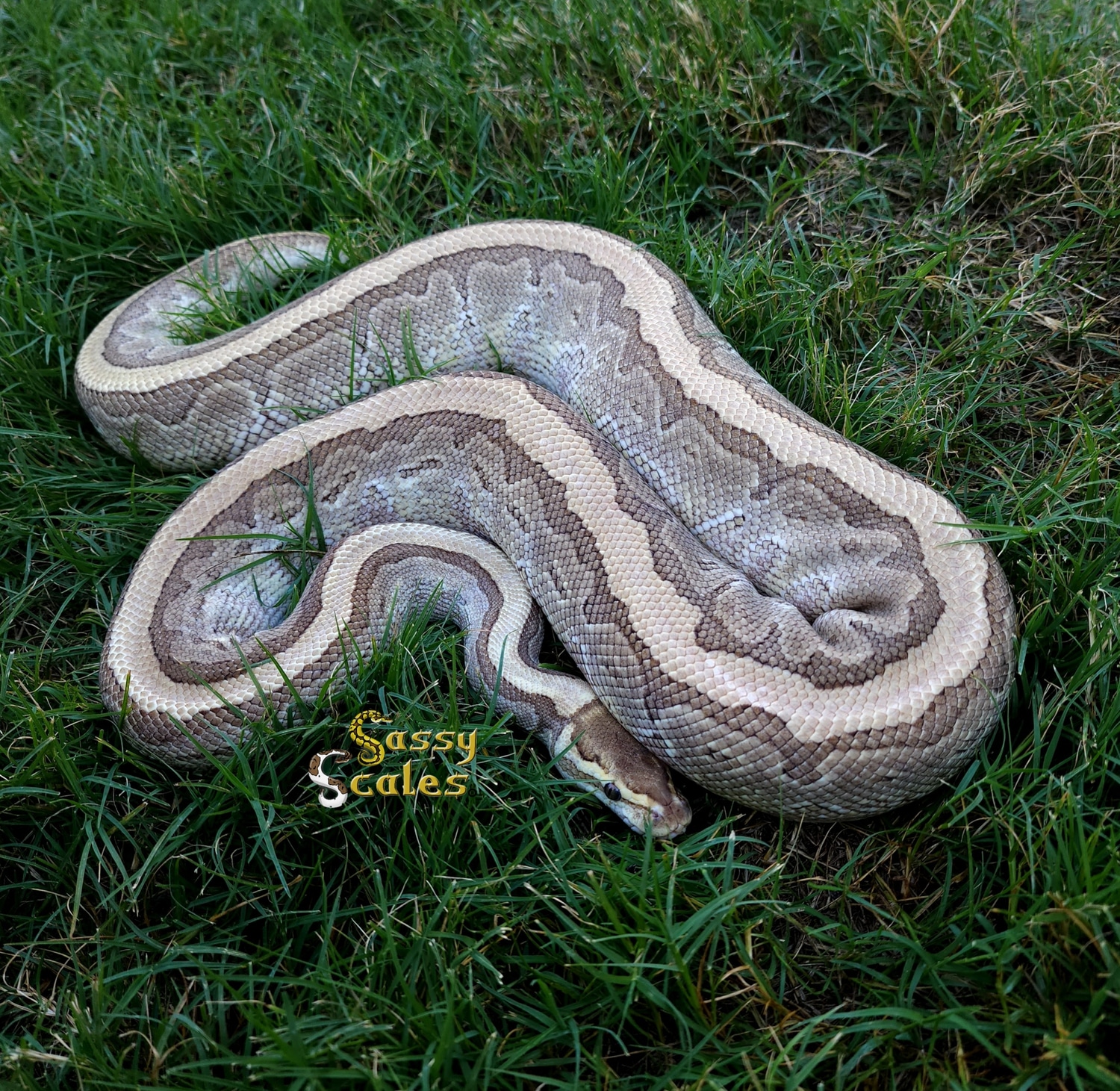 Kingpin Ball Python by Sassy Scales - MorphMarket