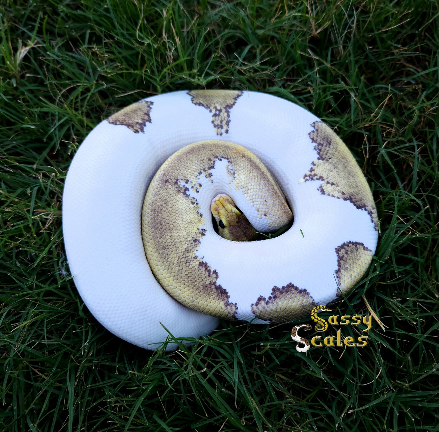 Champagne Gargoyle Ball Python by Sassy Scales - MorphMarket