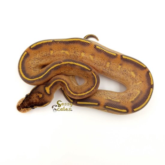 Freeway Ball Python by Sassy Scales