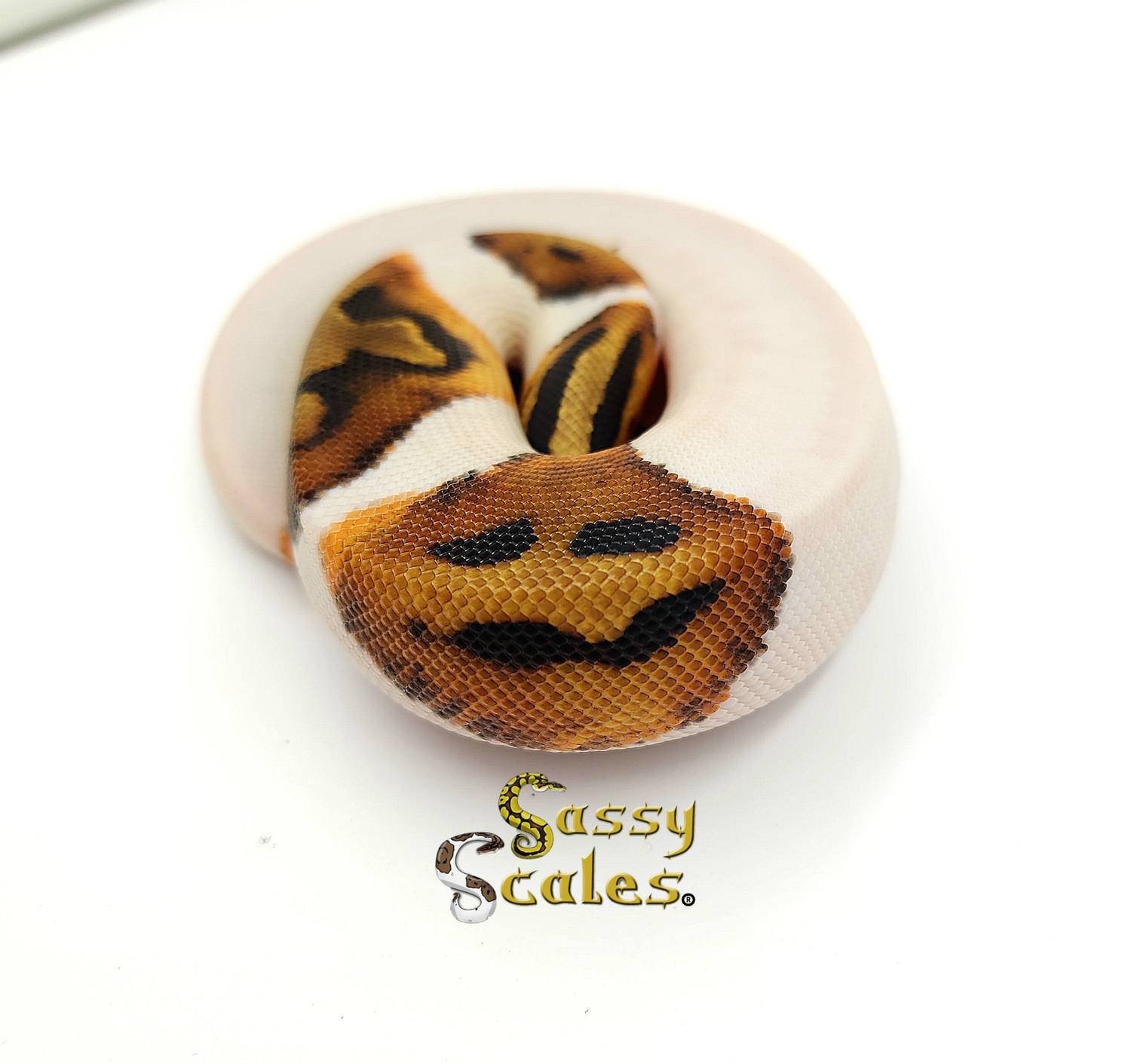Pied Ball Python by Sassy Scales - MorphMarket